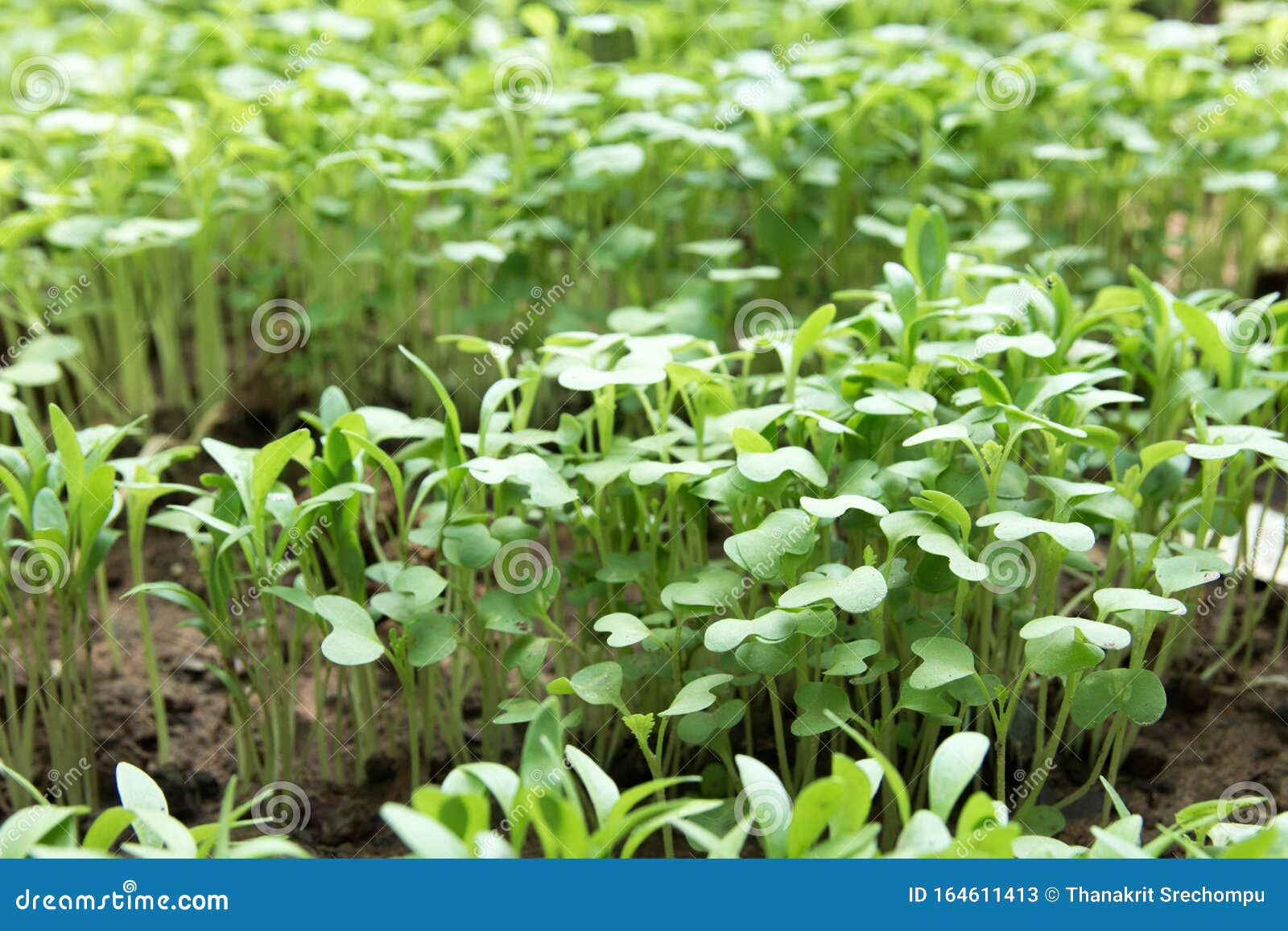 Sapling Growing from the Ground Stock Image - Image of agriculture ...