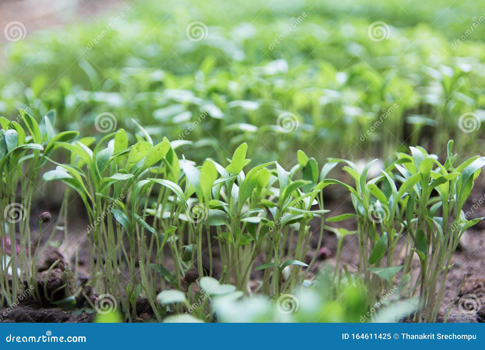 Sapling Growing from the Ground Stock Image - Image of concept, land ...