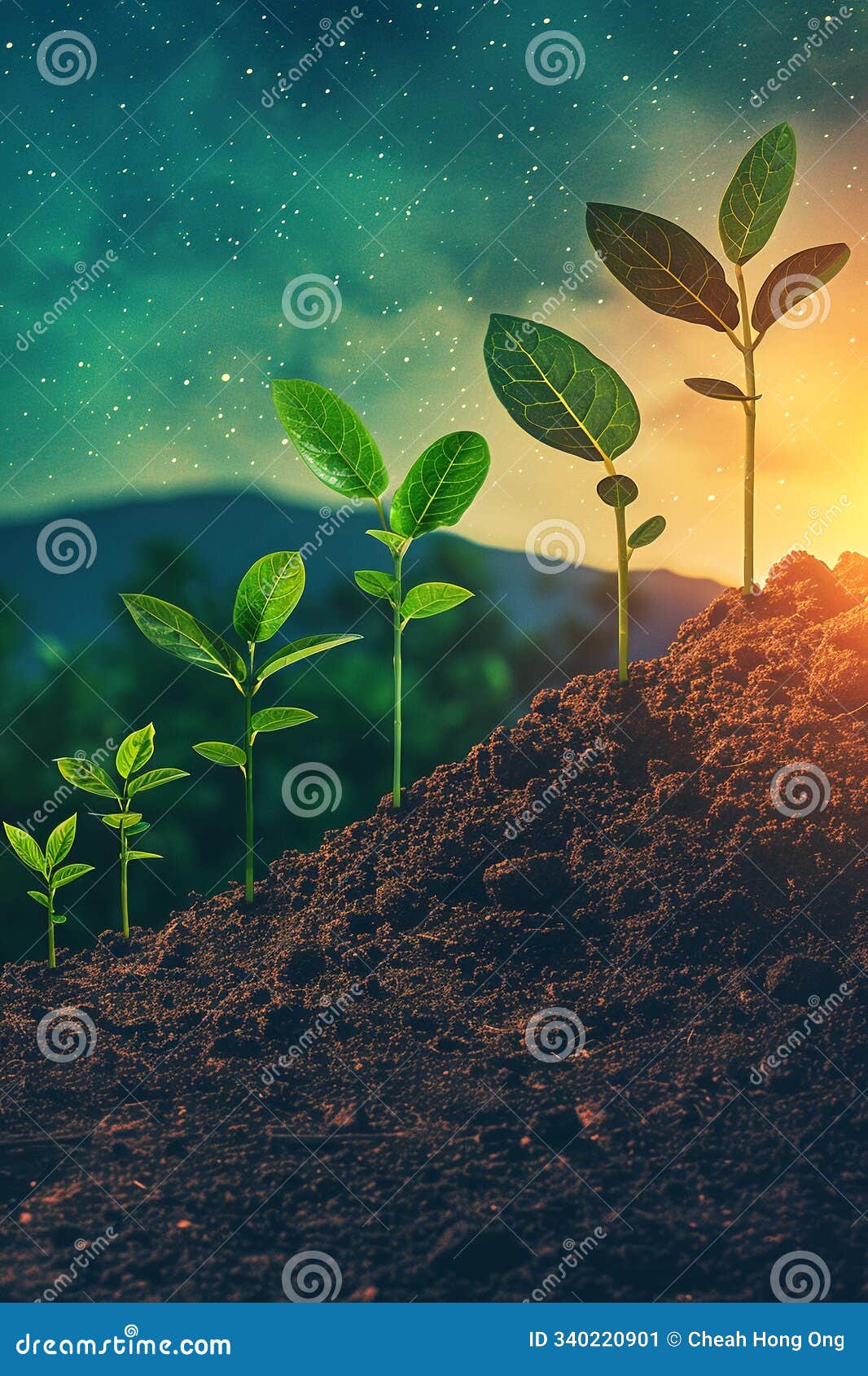 Sapling Growth Stages Under Starry Sky Stock Illustration ...