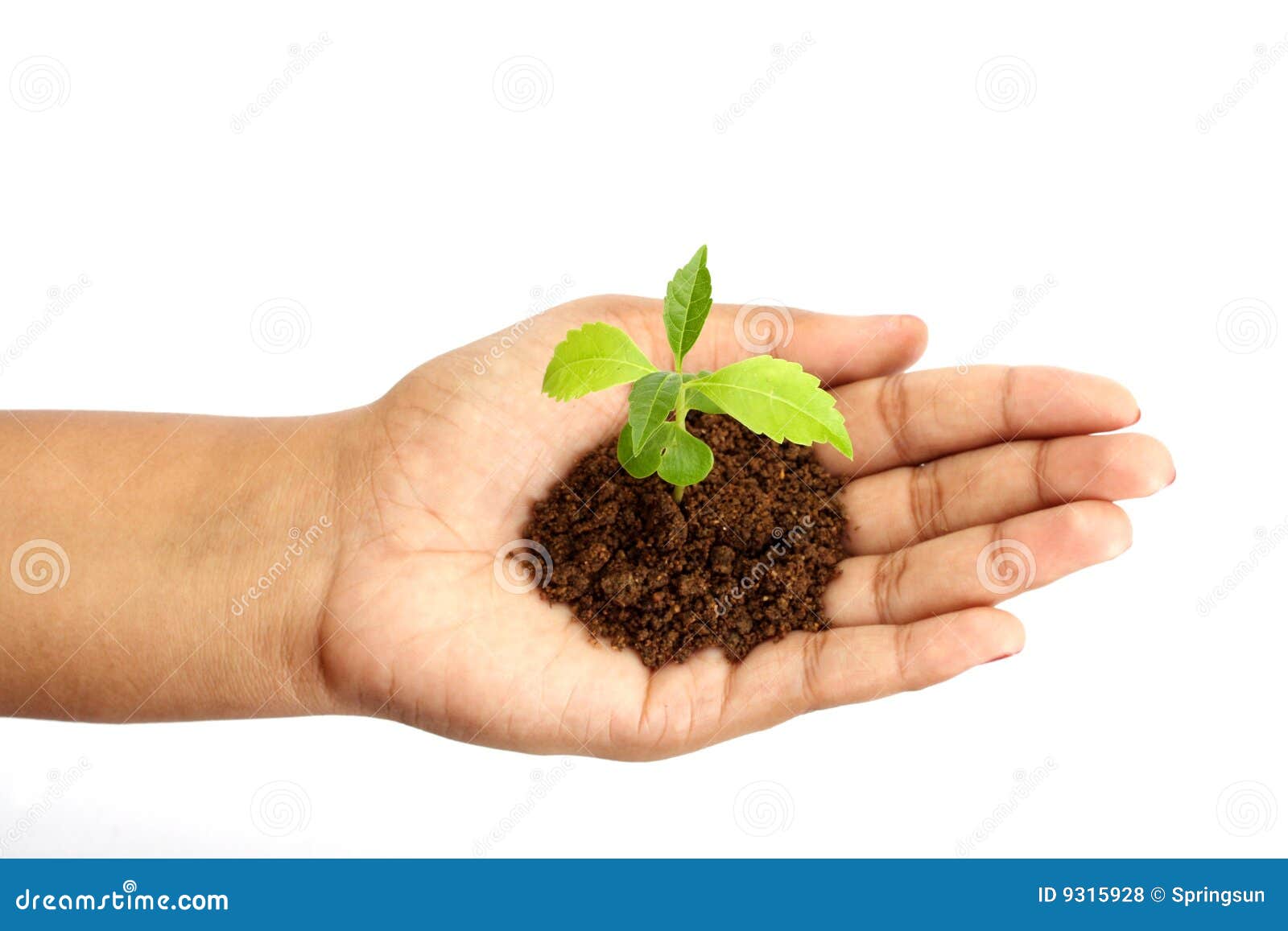 Sapling in a hand stock photo. Image of growth, white - 9315928