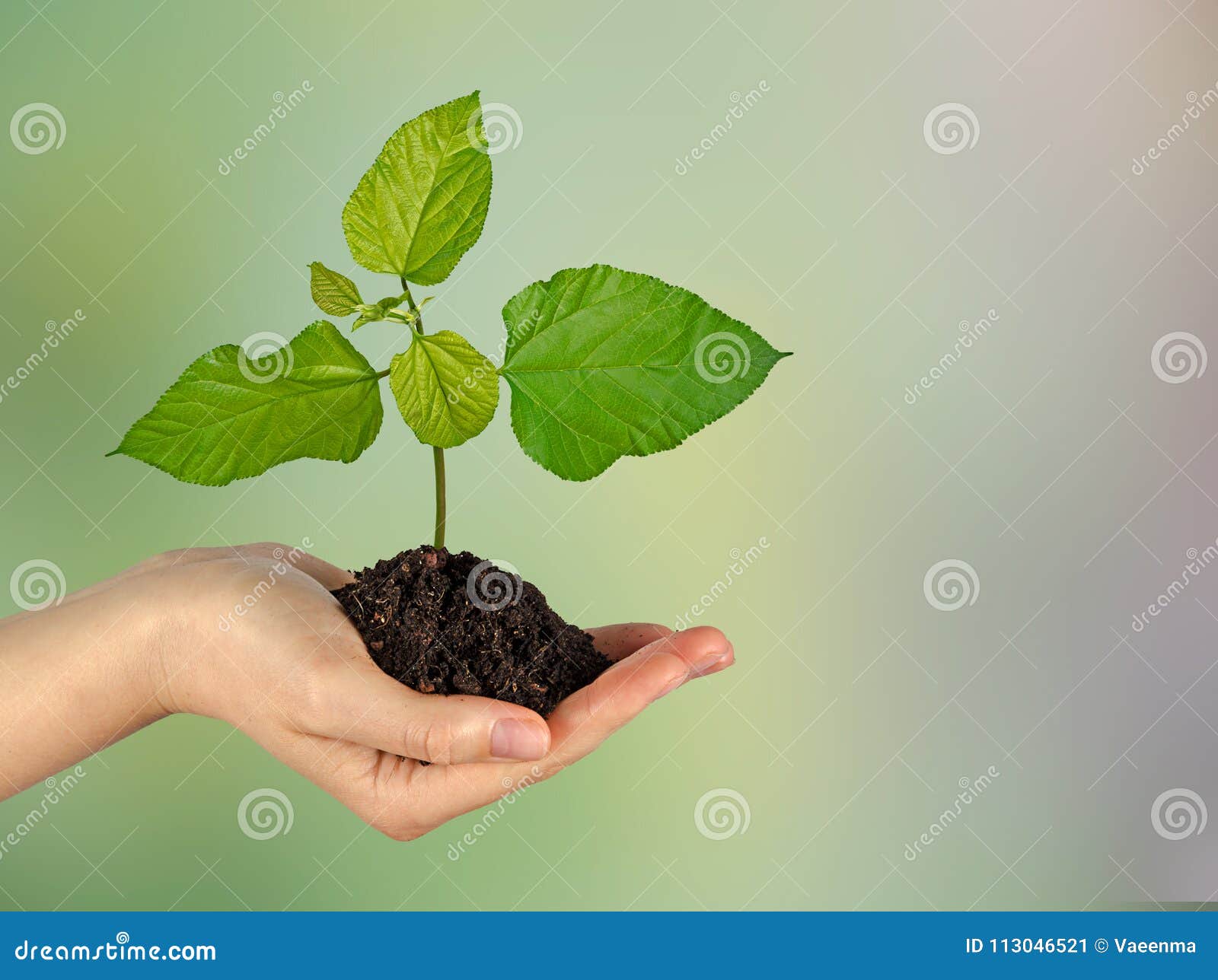 Sapling in hand stock image. Image of earth, development - 113046521