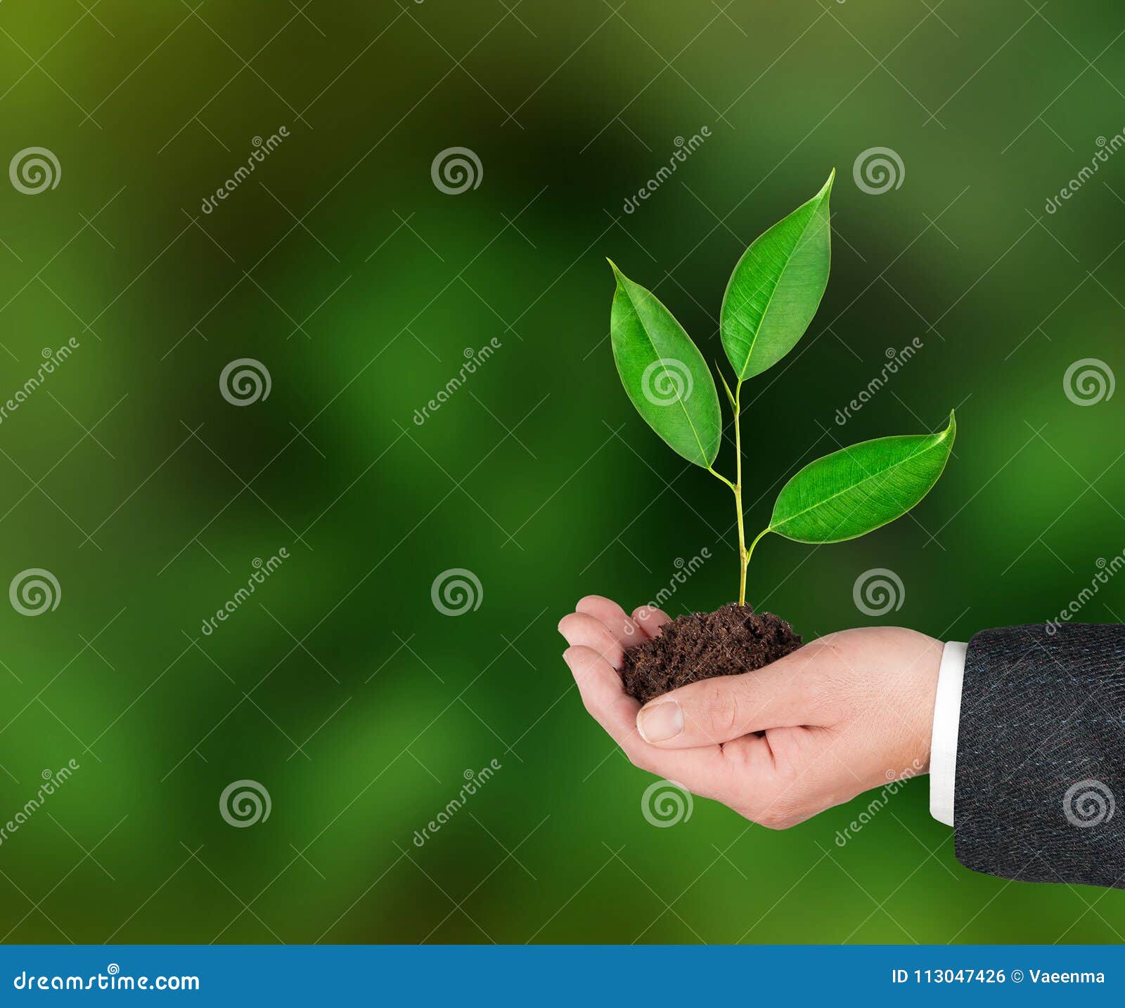 Sapling in hand stock photo. Image of sapiling, life - 113047426