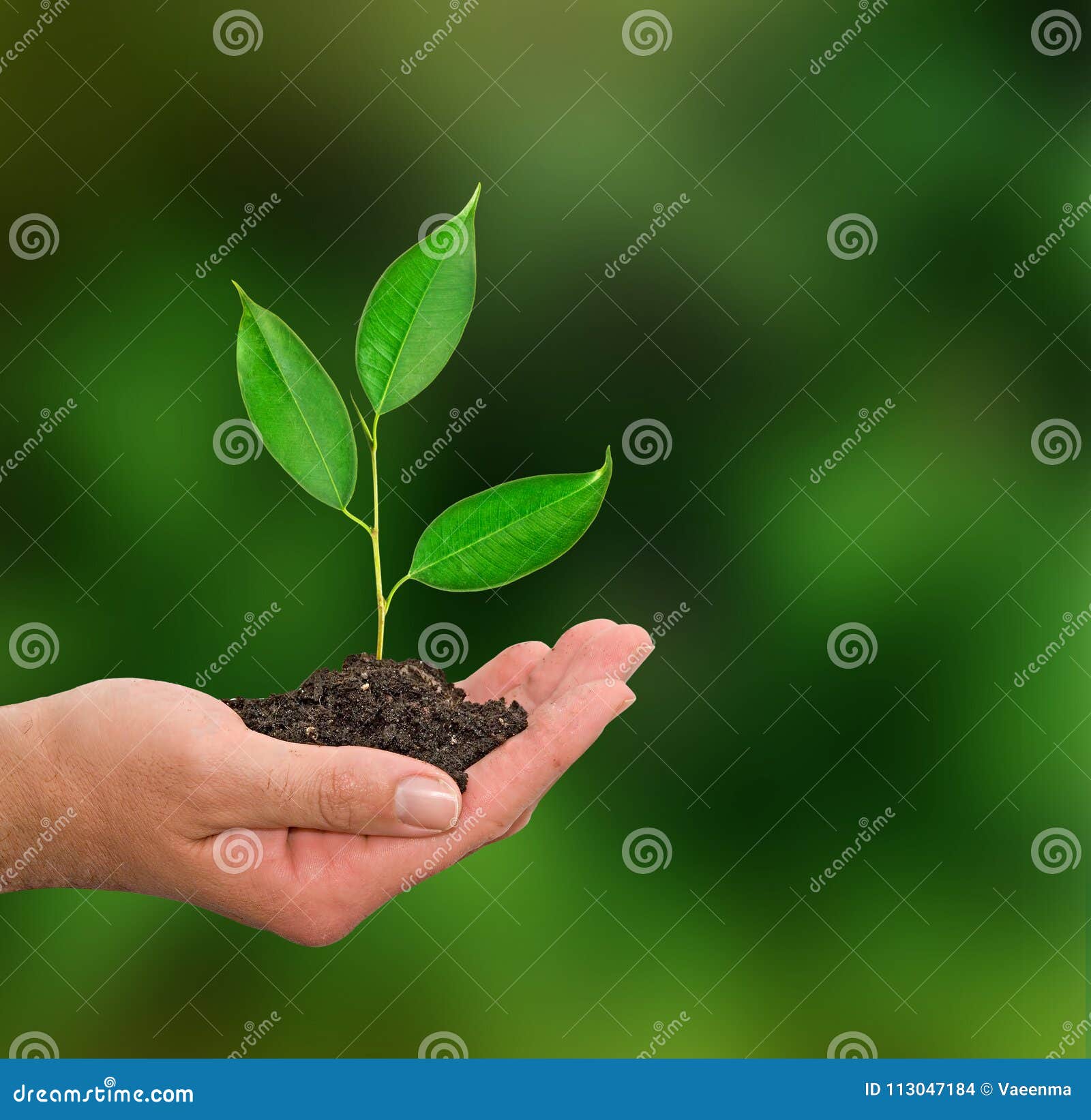Sapling in hand stock photo. Image of green, flora, ecology - 113047184