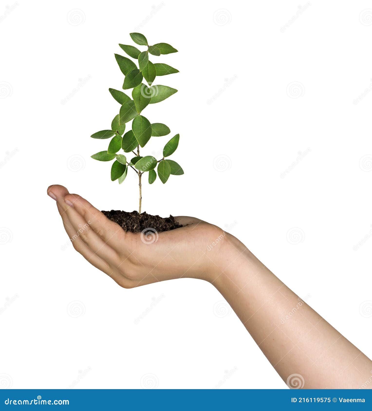 Sapling in hand stock image. Image of development, credit - 216119575