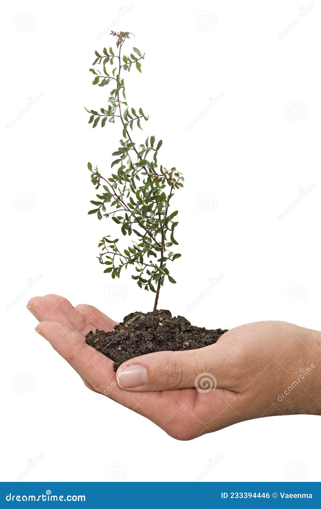 Sapling in hand stock photo. Image of concepts, credit - 233394446