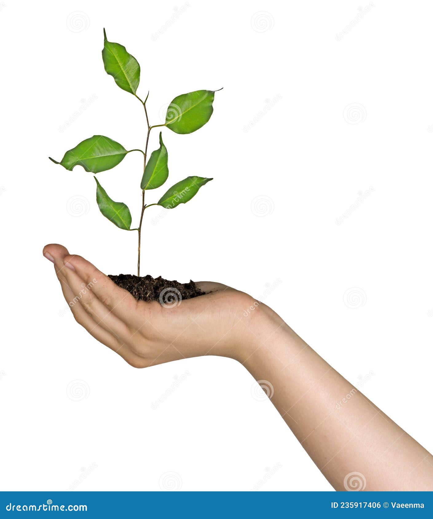 Sapling in hand stock photo. Image of farmer, grapefruit - 235917406