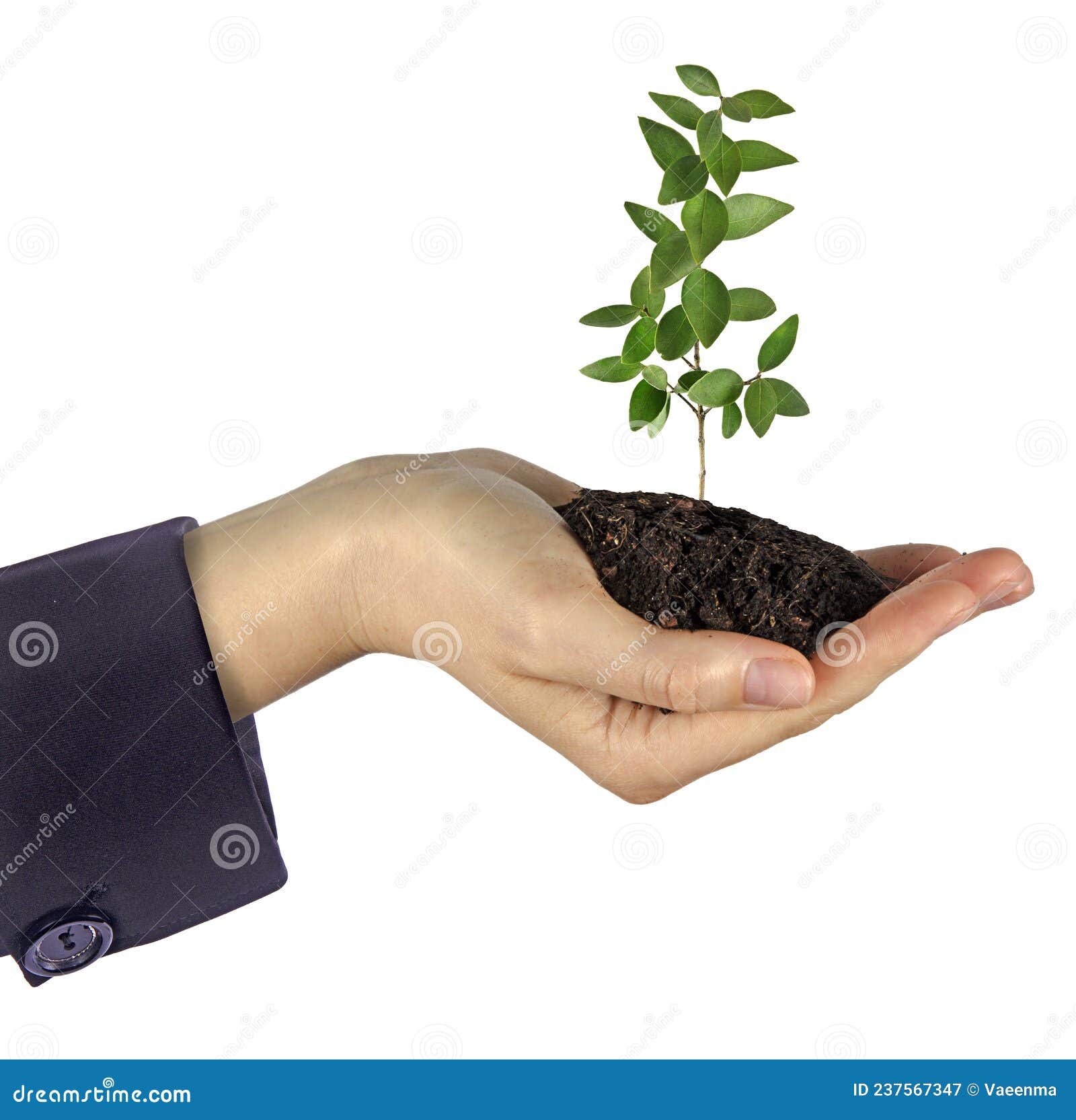 Sapling in hand stock image. Image of present, plant - 237567347