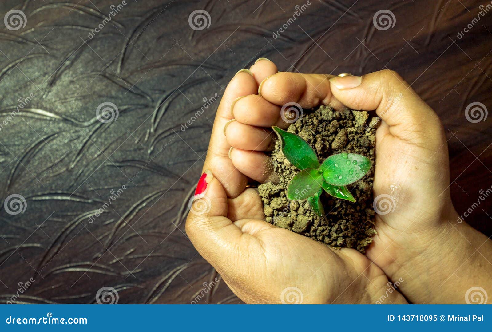 Sapling in hand stock image. Image of closeup, plant - 143718095