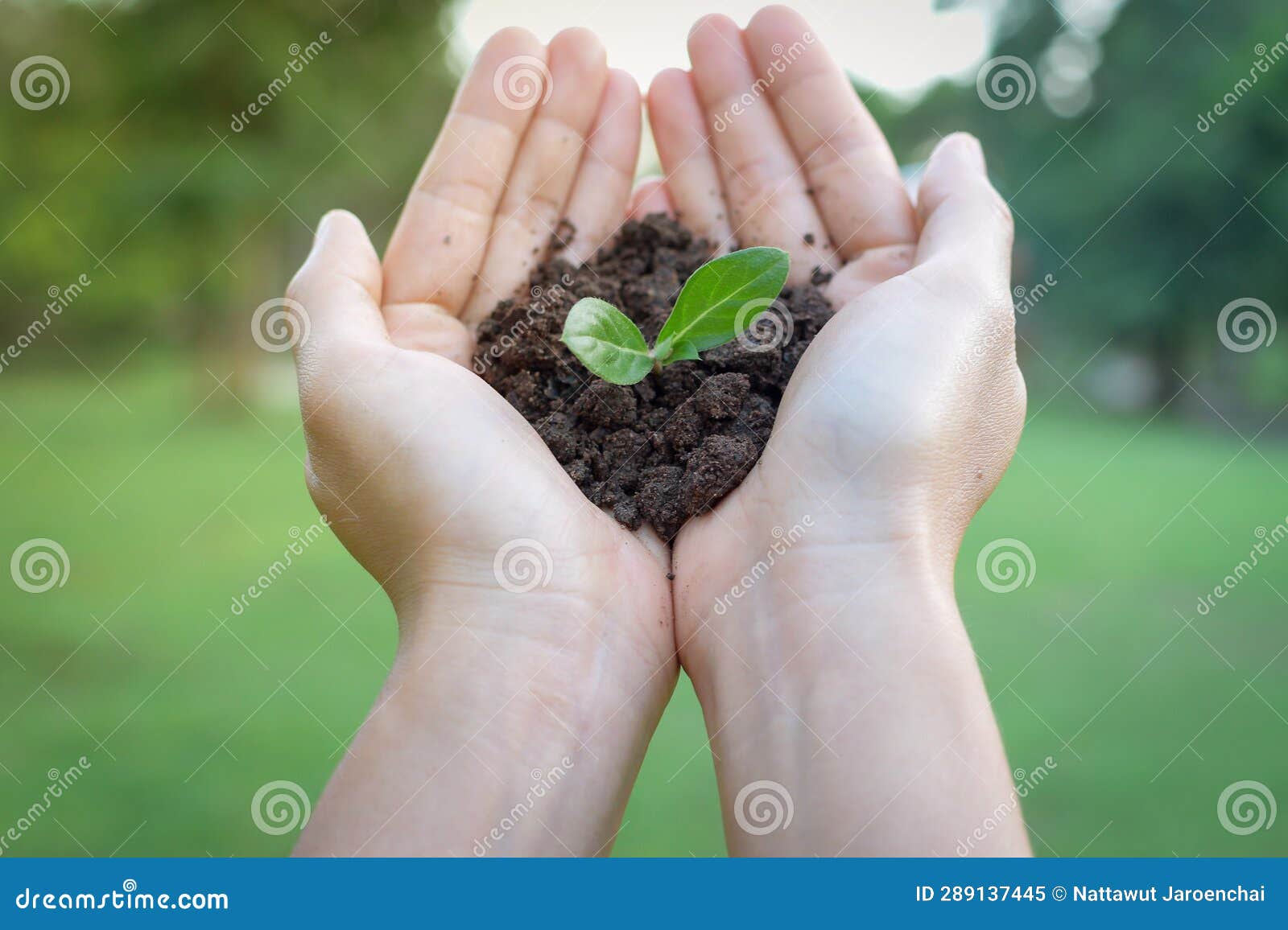 Sapling stock image. Image of baby, growth, forest, nature - 289137445