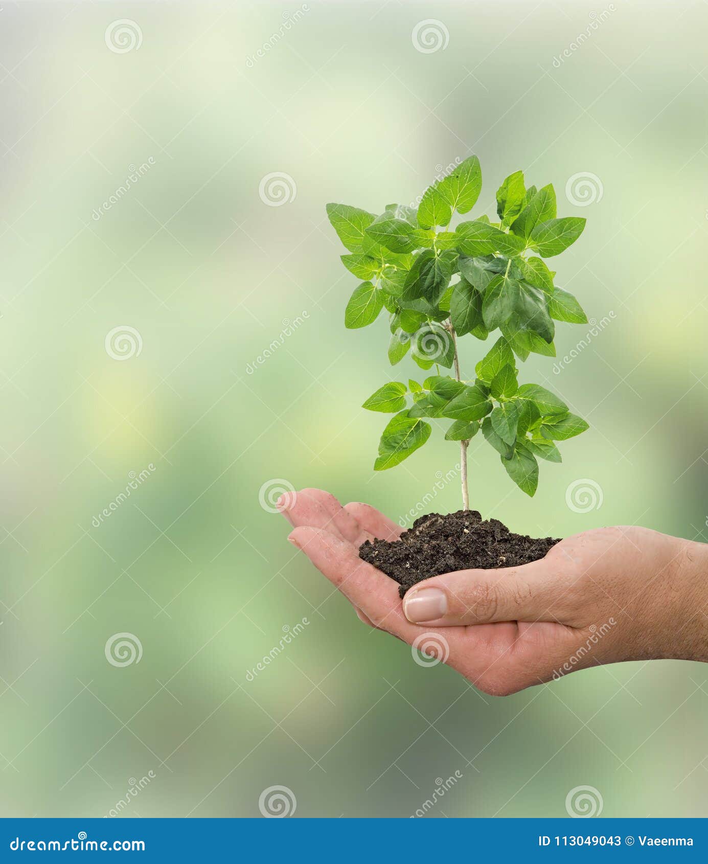 Sapling in hand stock image. Image of nature, flora - 113049043