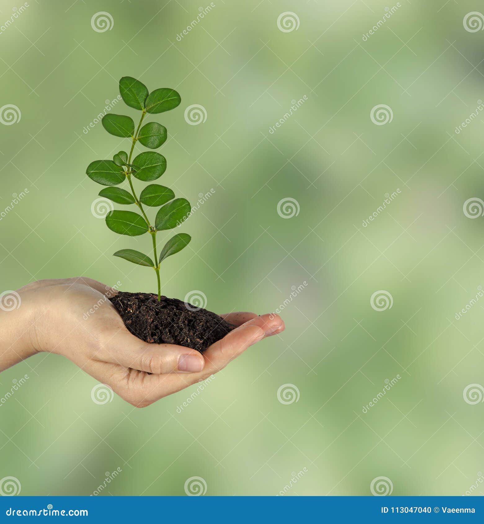 Sapling in hand stock photo. Image of flora, hand, female - 113047040