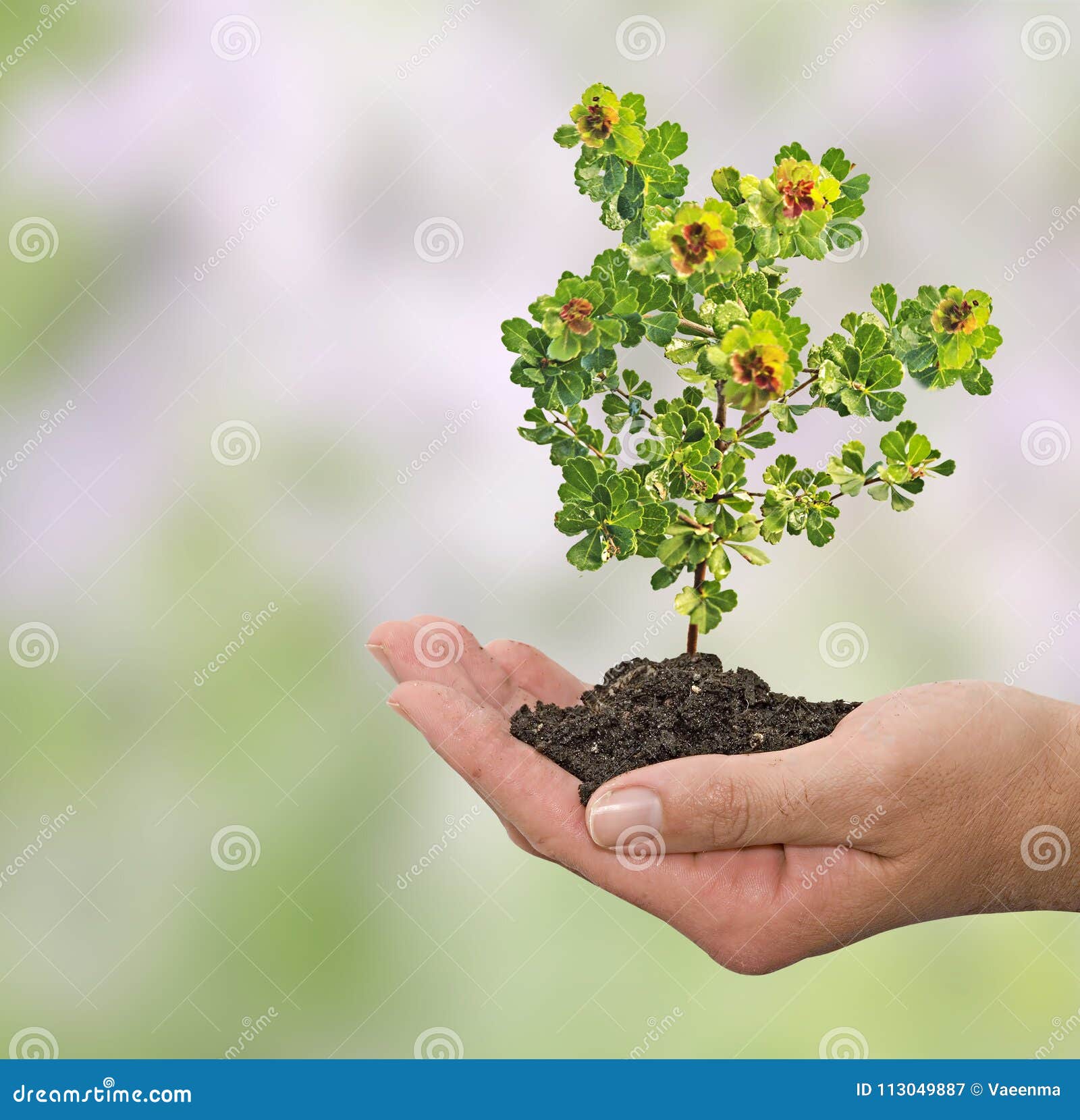 Sapling in hand stock image. Image of plant, botany - 113049887