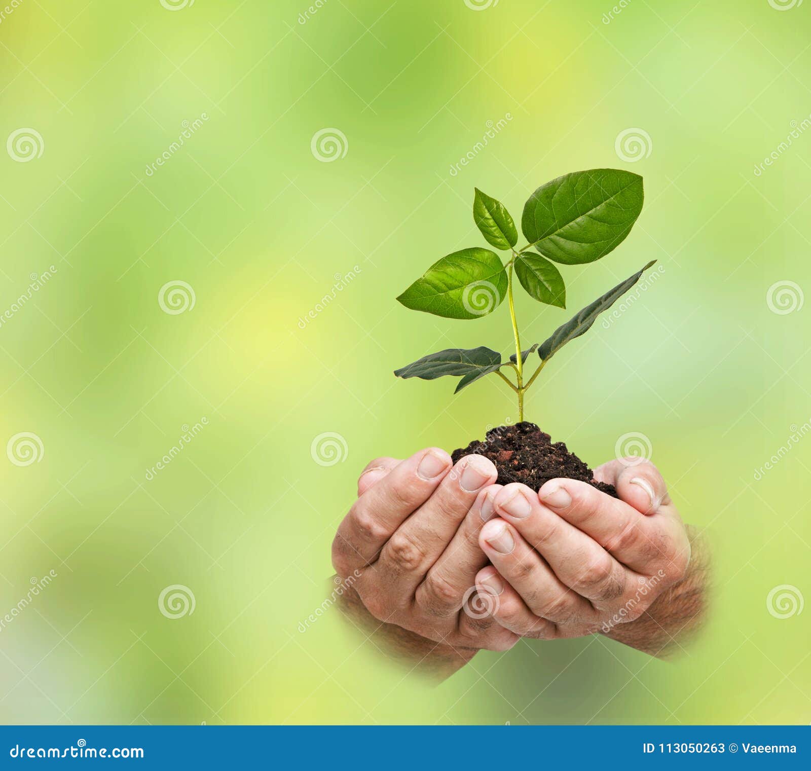 Sapling in hand stock image. Image of person, ecosavy - 113050263
