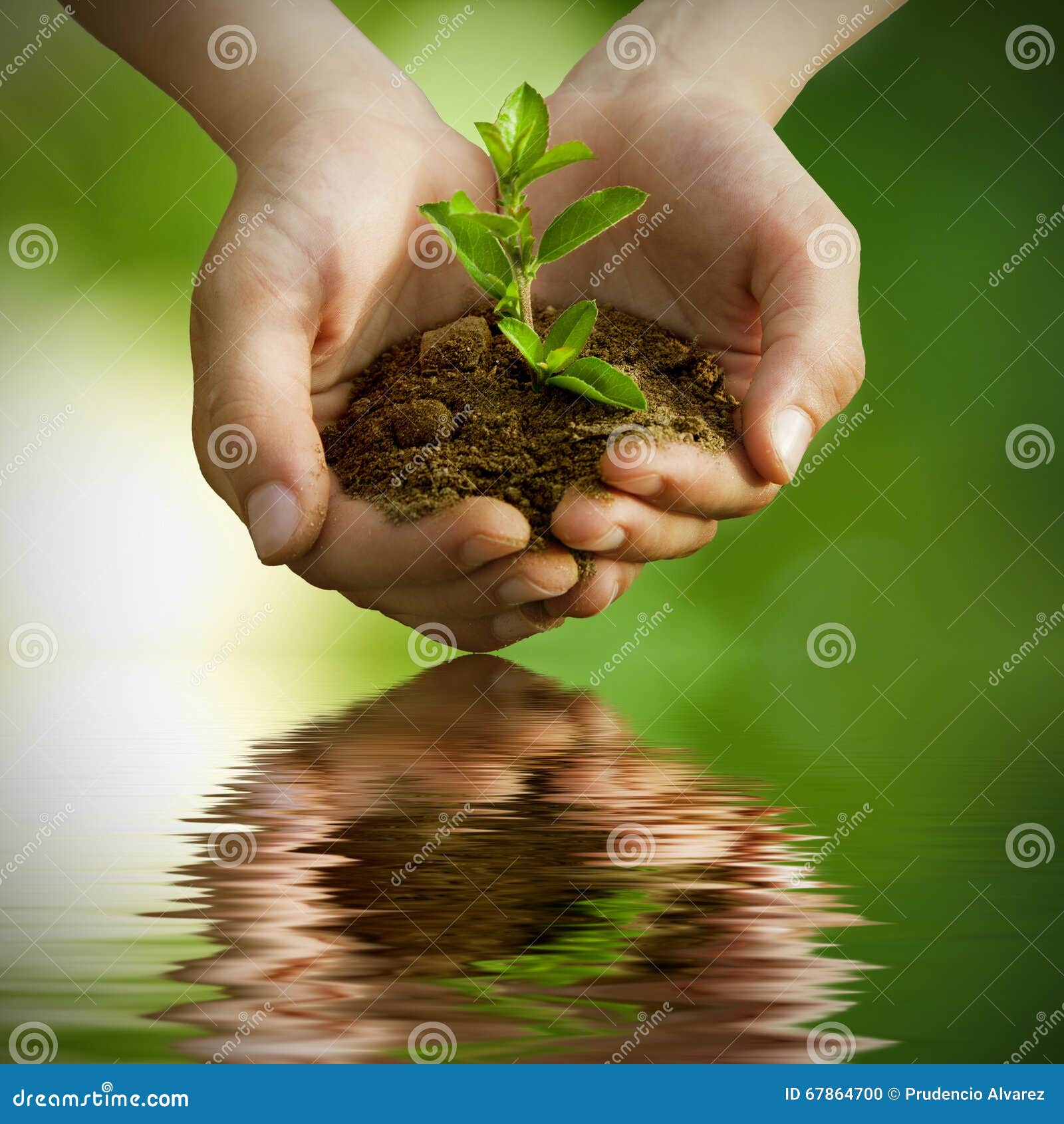 Sapling in hands stock photo. Image of development, concept - 67864700