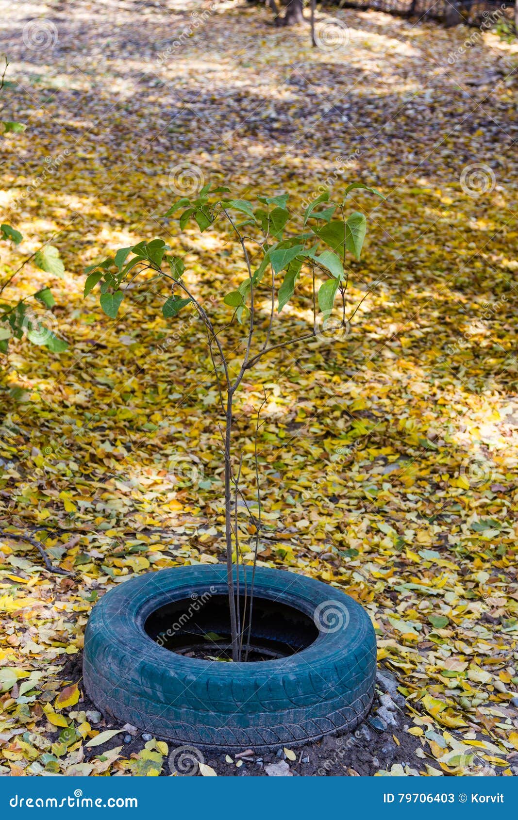 Sapling inside a car tire stock image. Image of foliage - 79706403