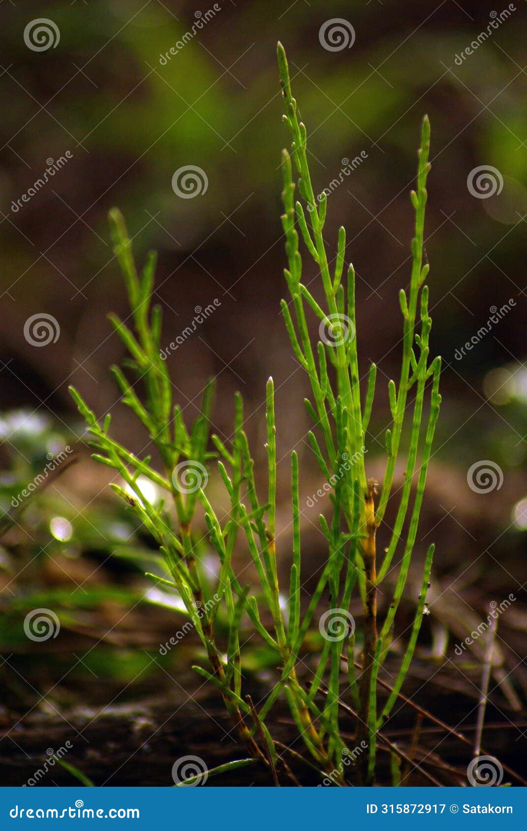 Sapling of Iron Wood Growing in the Beach Forest Stock Image - Image of ...