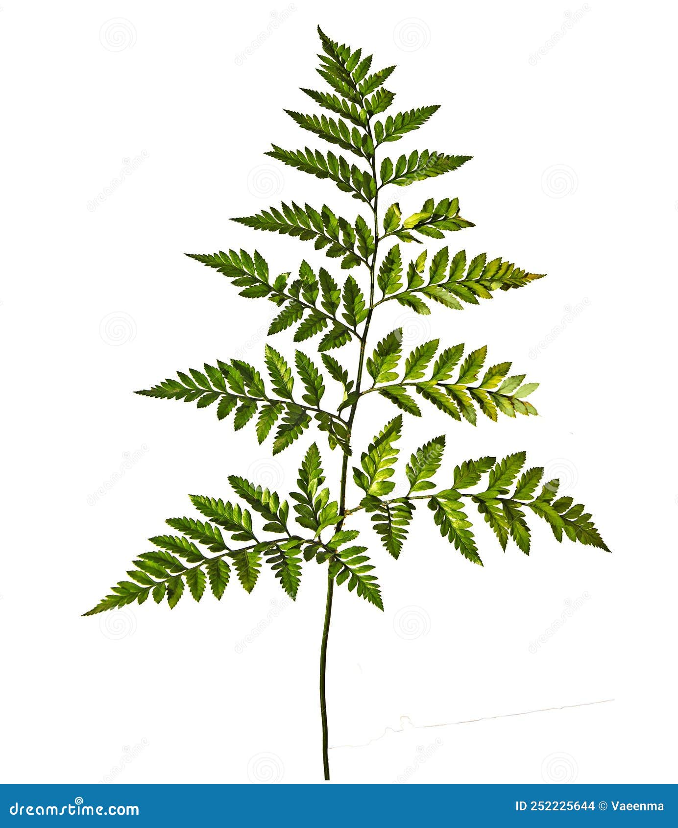Sapling In A Tob With White Background.tree Planting Royalty-Free Stock ...