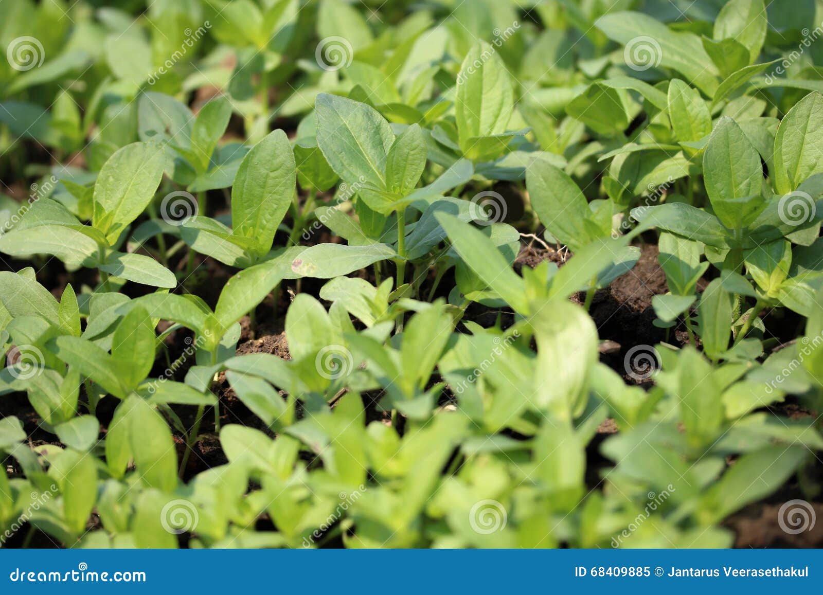 Sapling Just Grow New Vegetables. Stock Image - Image of leaf, farming ...