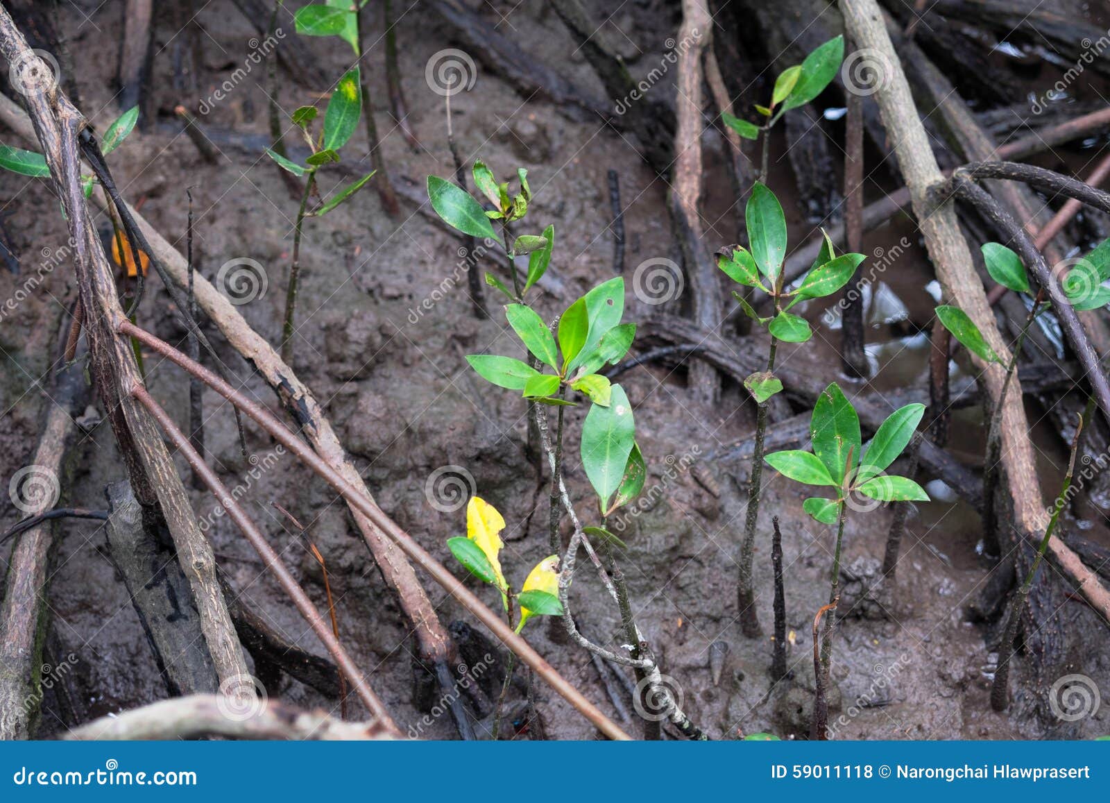 Sapling of mangrove forest stock photo. Image of thailand - 59011118