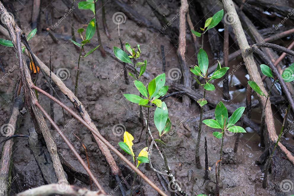Sapling of mangrove forest stock photo. Image of thailand - 59011118