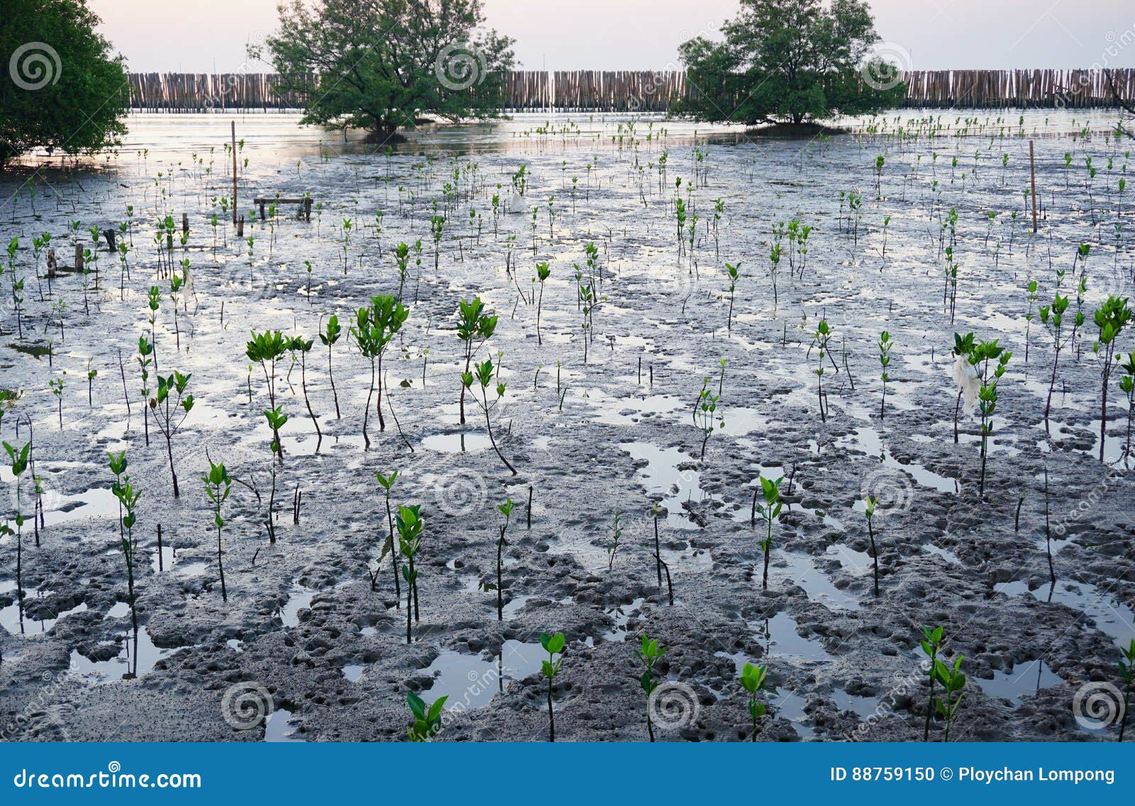 Sapling mangrove tree. stock photo. Image of beach, outdoor - 88759150