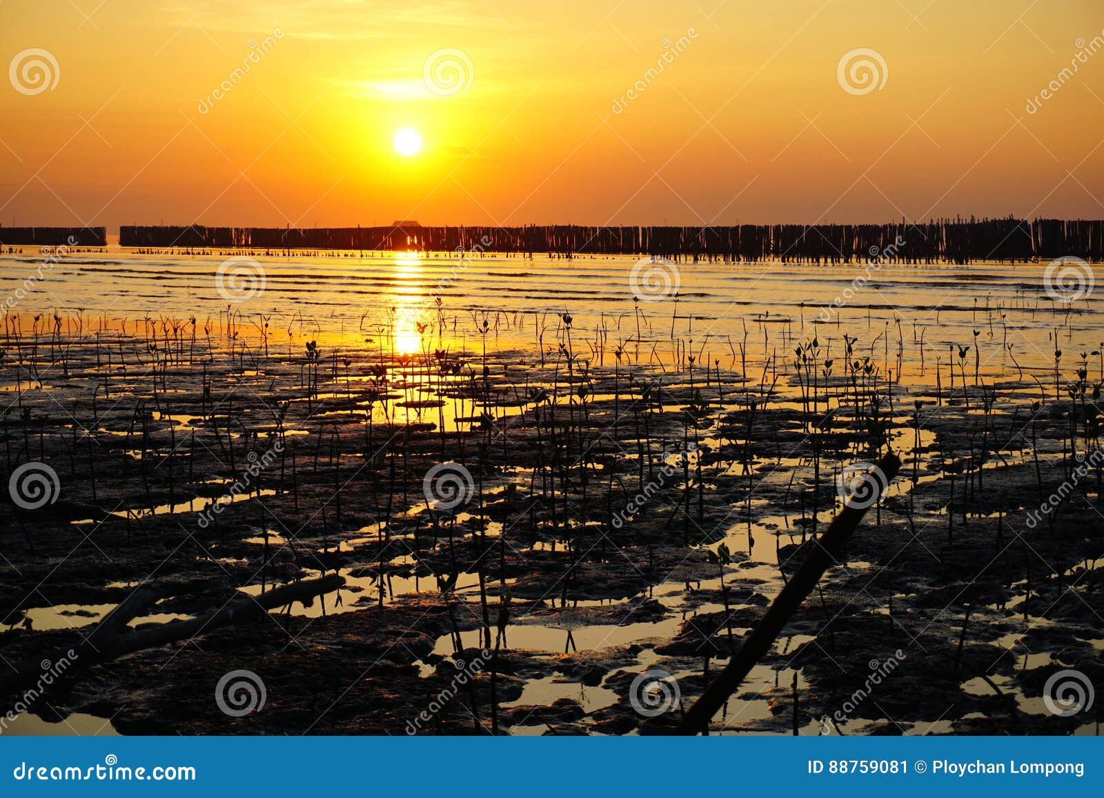 Sapling Mangrove Tree during Sunset Stock Image - Image of outdoor ...
