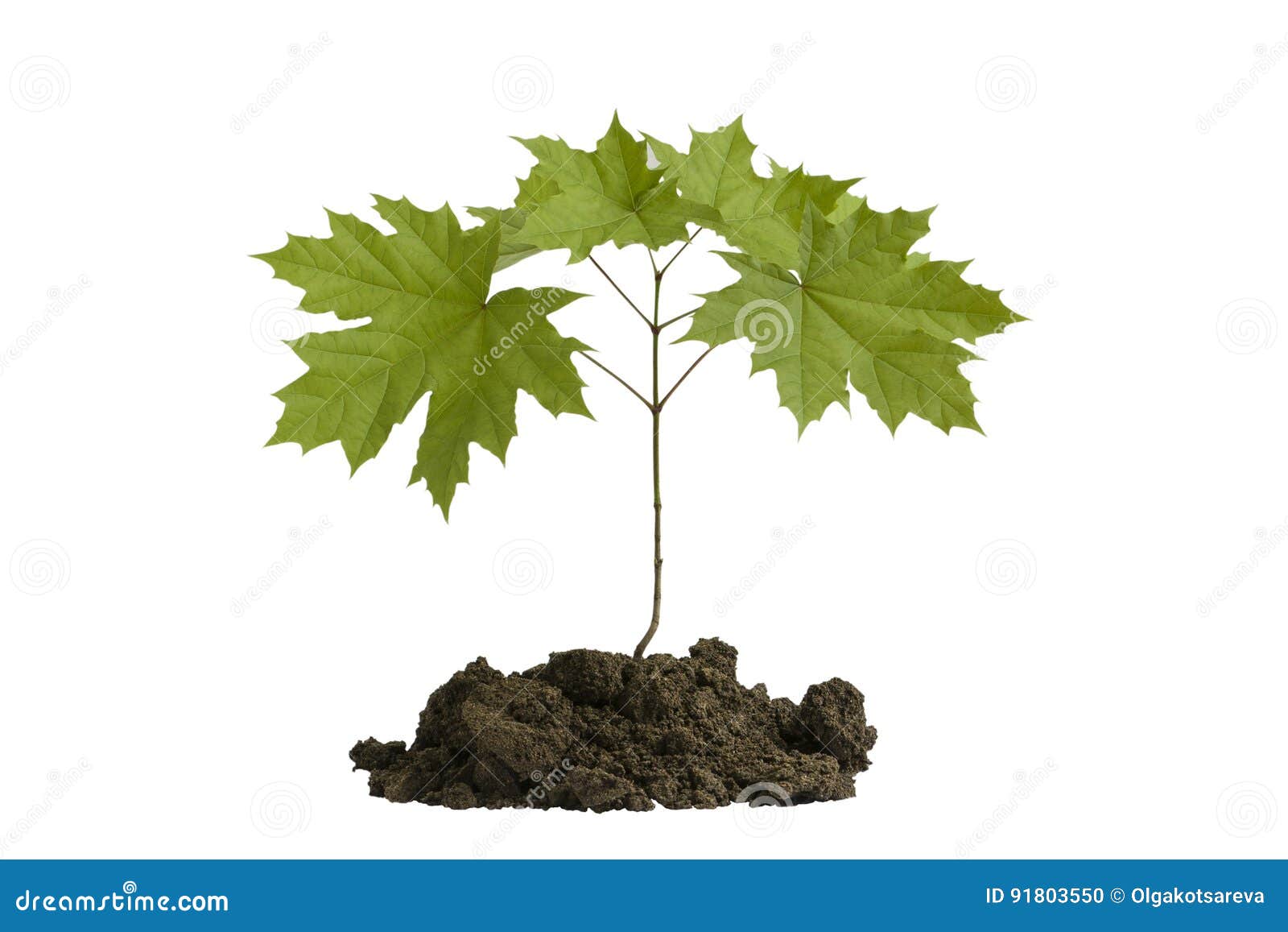 Sapling maple stock photo. Image of white, germ, background - 91803550
