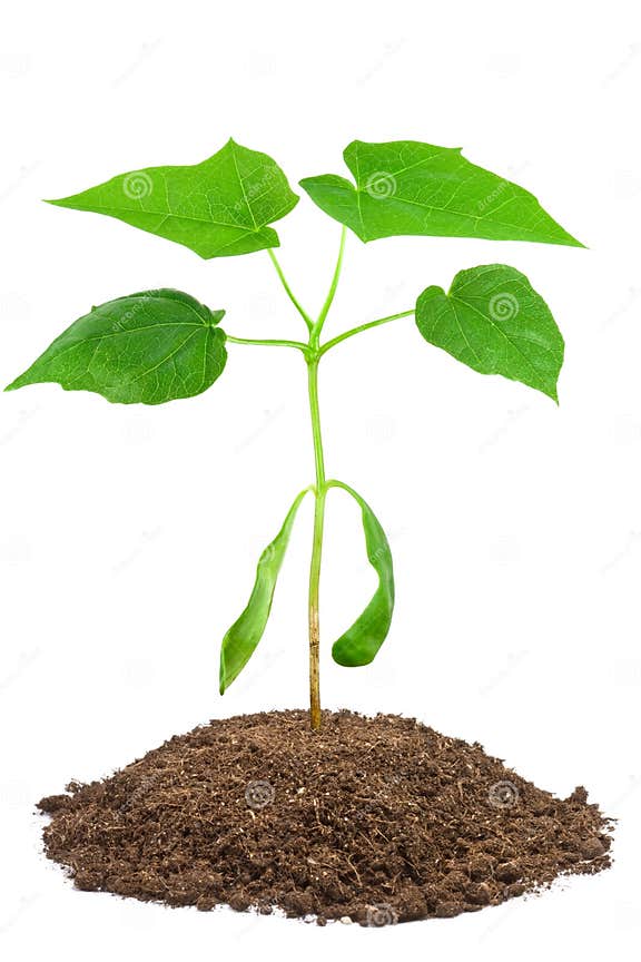 Sapling of Norway Maple on White Stock Image - Image of growth ...