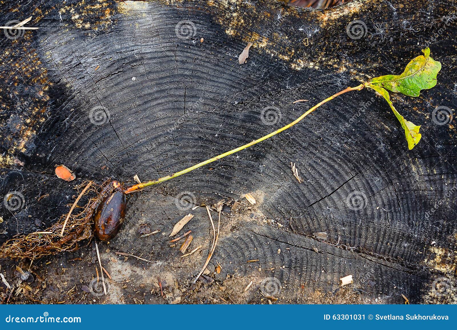 Sapling Oak in the Background of a Large Tree Stump Stock Image - Image ...