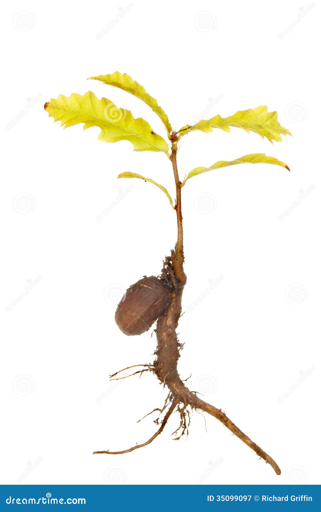 Sapling oak stock image. Image of acorn, root, shoot - 35099097