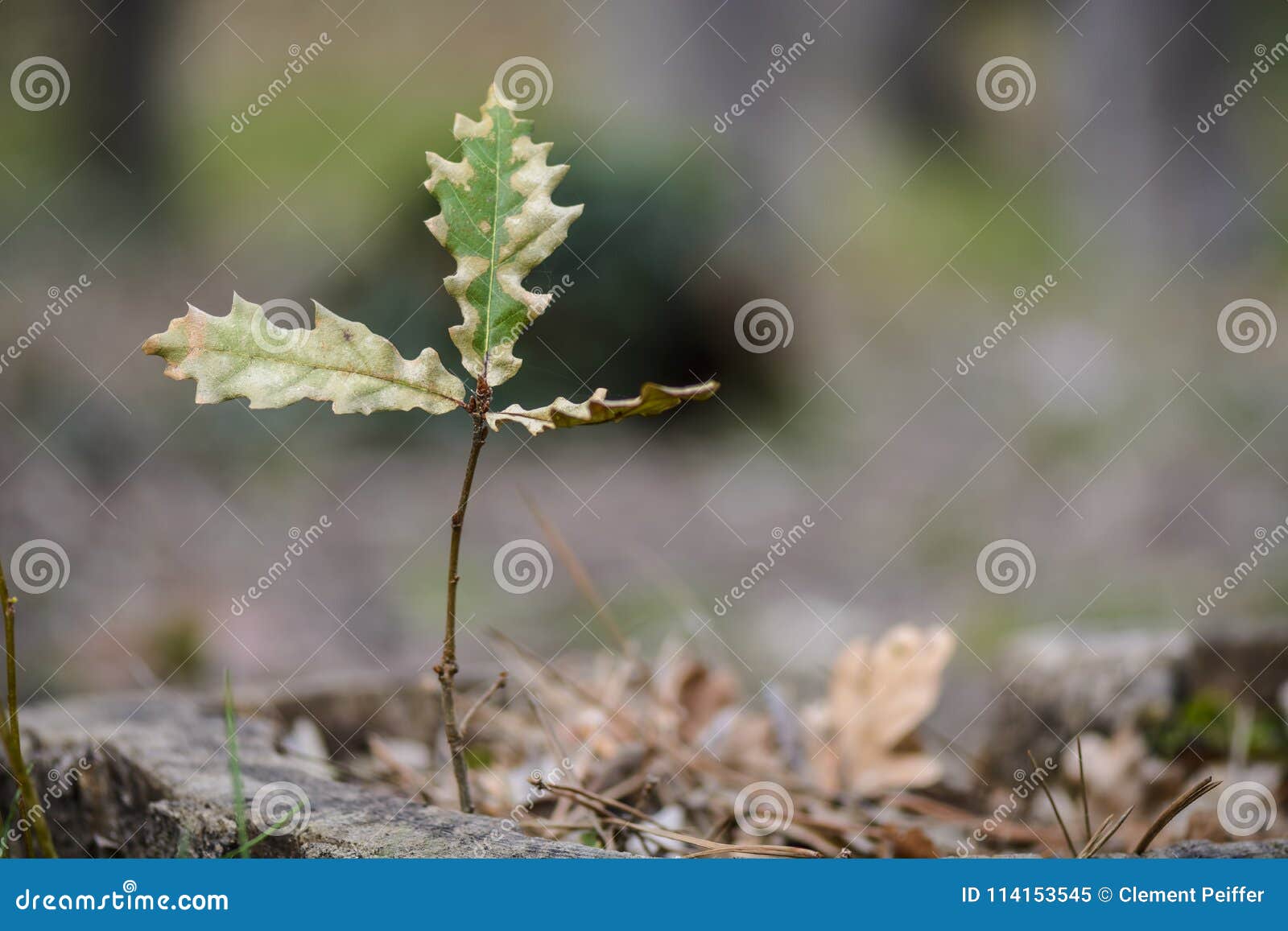 Sapling of Oak Tree Isolated on Blurry Background. Stock Image - Image ...