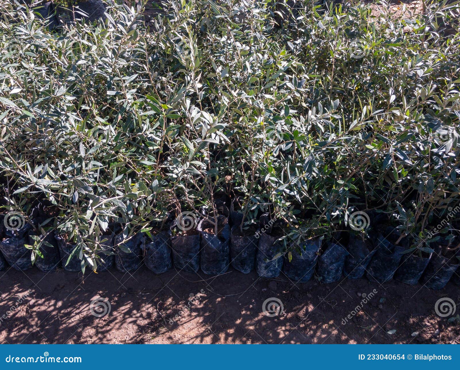 Sapling of Olive Trees for Olive Tree Plantation Stock Photo - Image of ...