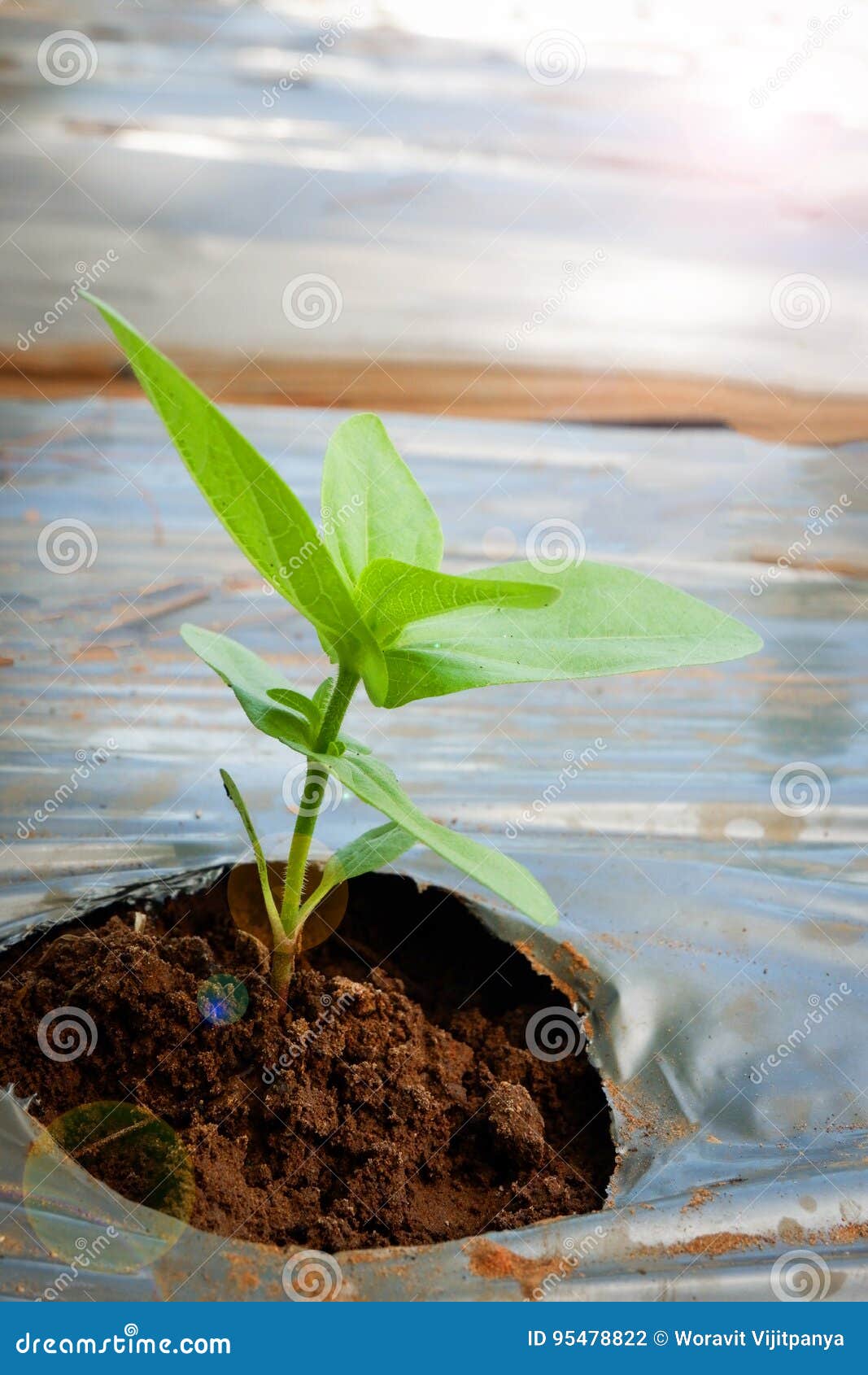 Sapling plant stock photo. Image of concept, gardening - 95478822