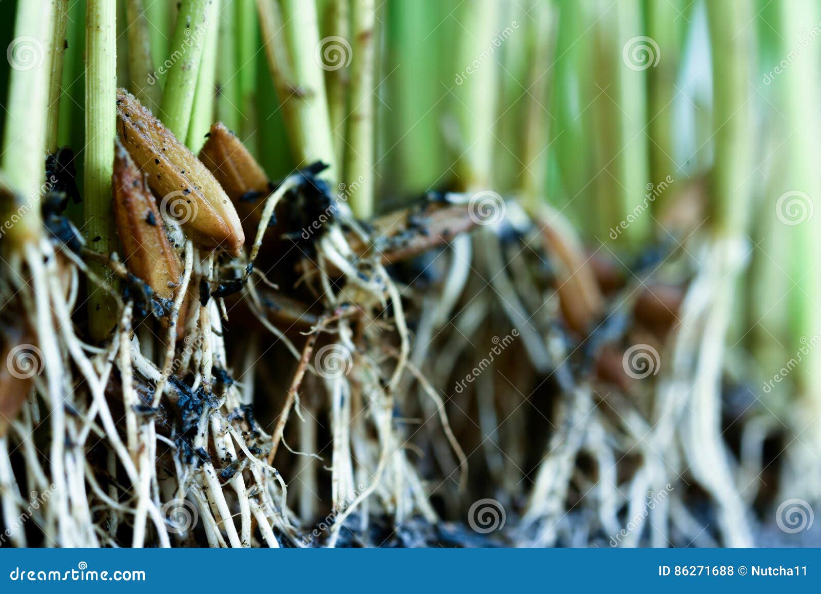 Sapling Planting of Rice Preparations. Stock Photo - Image of holes ...