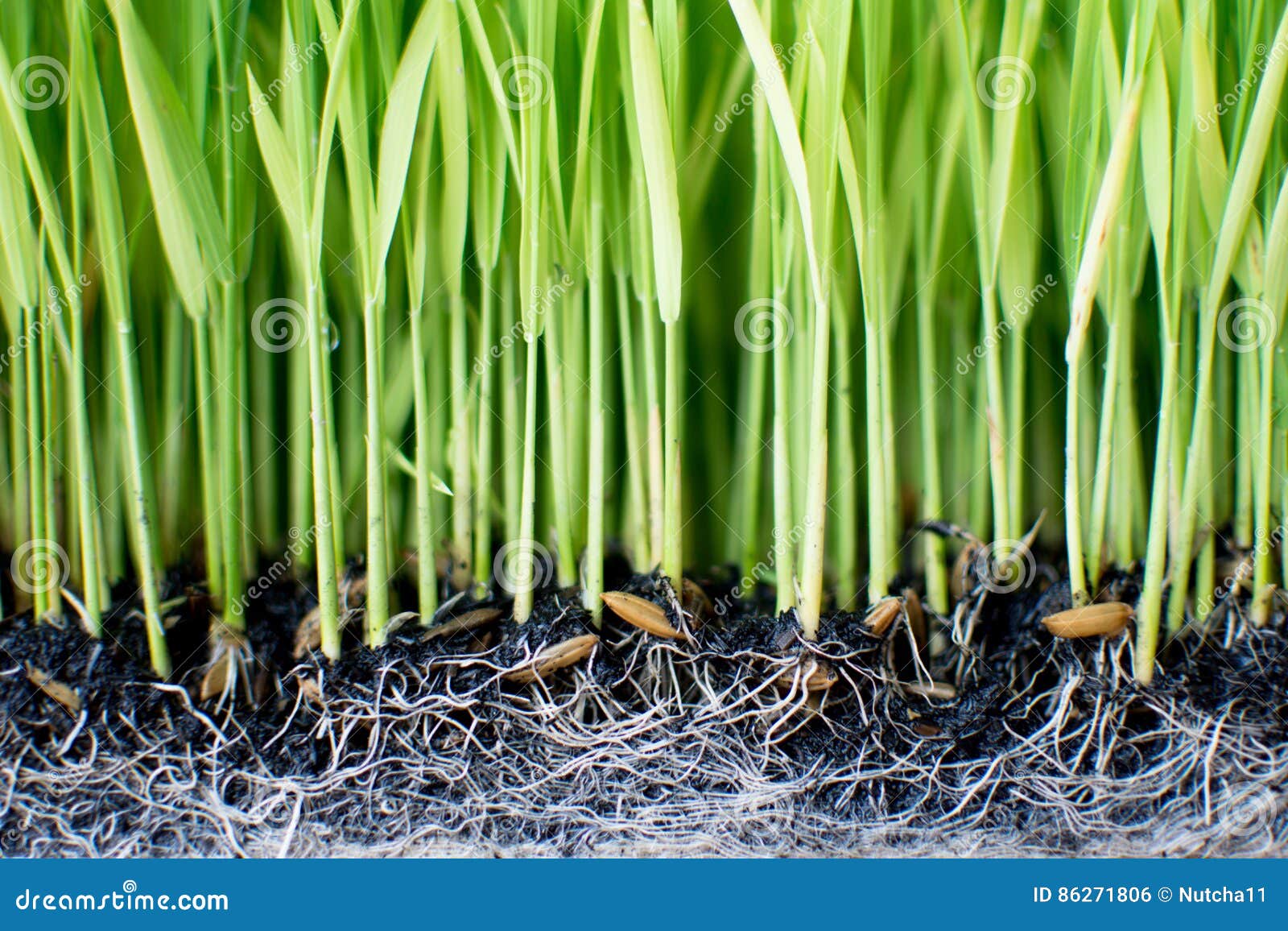 Sapling Planting of Rice Preparations. Stock Photo - Image of holes ...