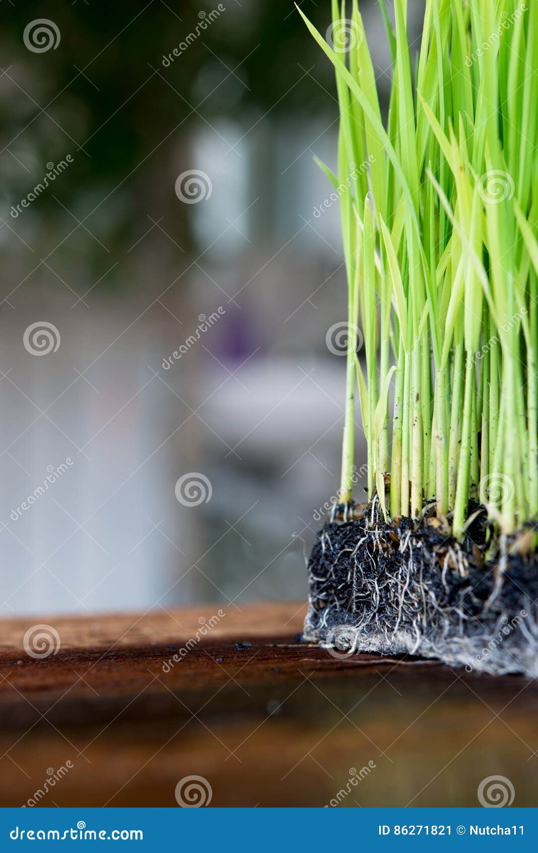 Sapling Planting of Rice Preparations. Stock Image - Image of machinery ...