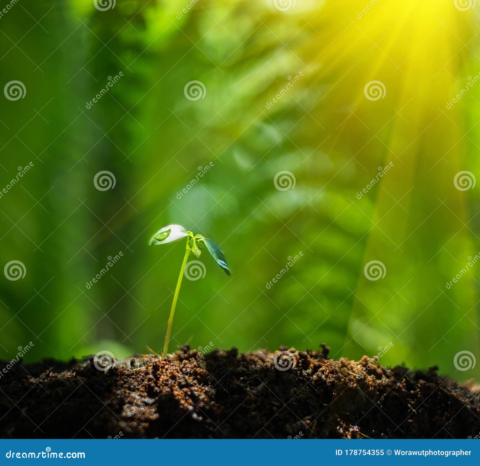 Sapling of plants stock image. Image of growing, gardening - 178754355