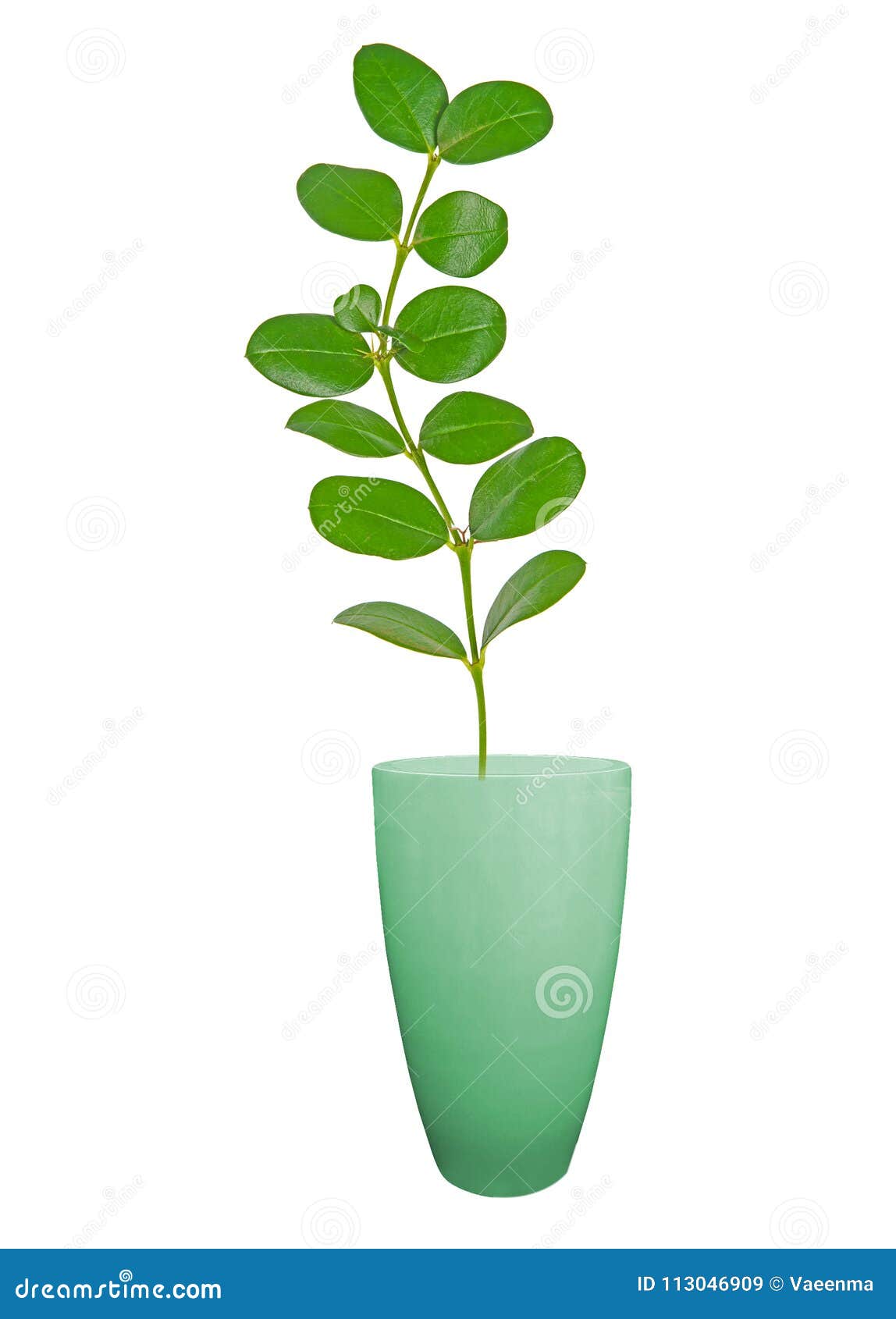 Sapling in pot stock image. Image of close, closeup - 113046909