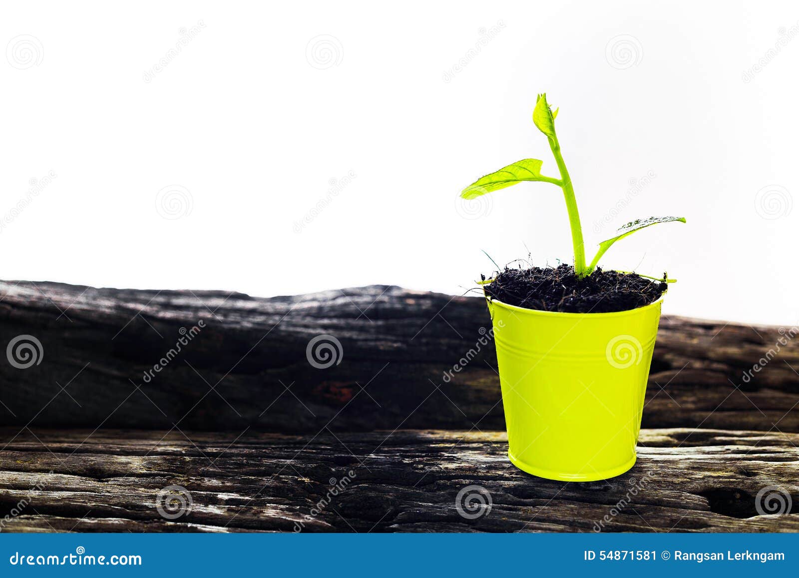 Sapling in a pot stock image. Image of growth, clipping - 54871581