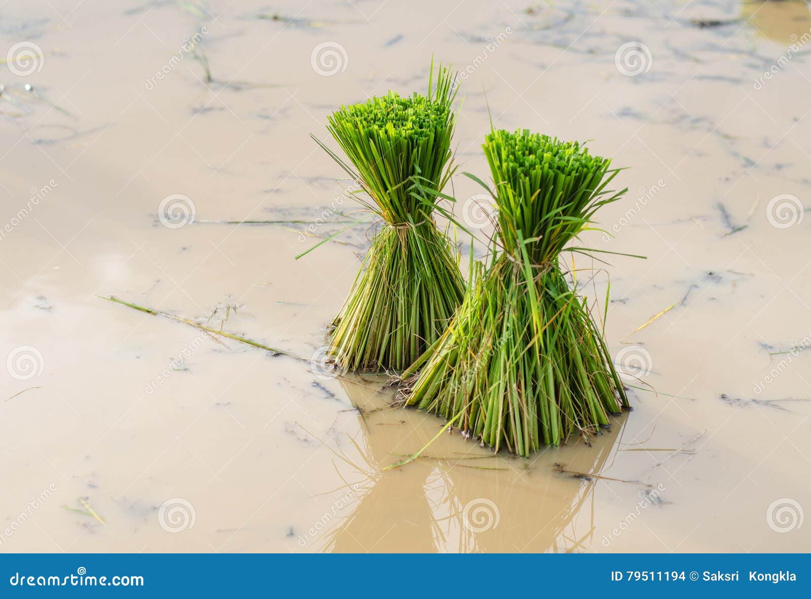 Sapling Rice, Rice Field Rural, Thailand. Stock Photo - Image of ...