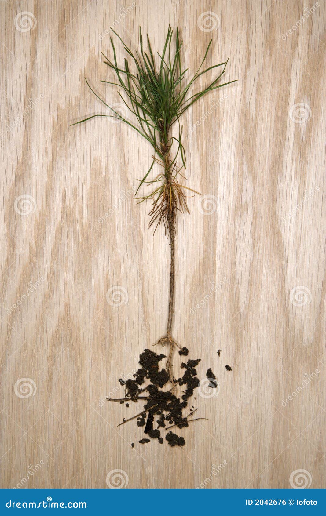 Sapling with Roots Exposed. Stock Photo - Image of colour, photograph ...