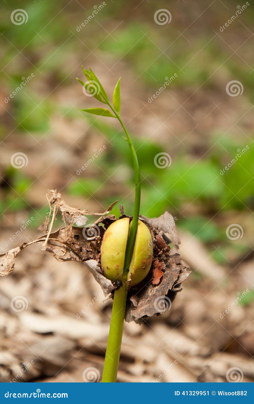 Sapling of Saimese Rose Wood Stock Image - Image of seed, nature: 41329951