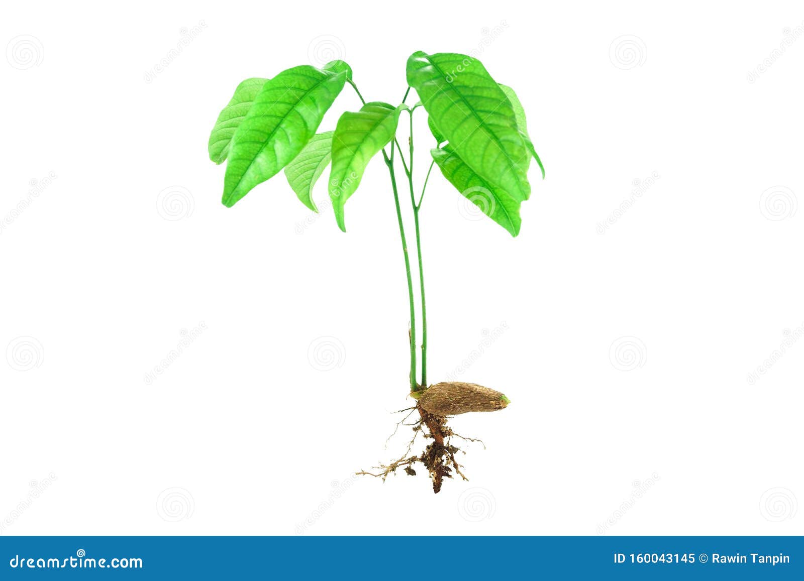 Spring Growth Young Hazel Sapling Photos - Free & Royalty-Free Stock ...