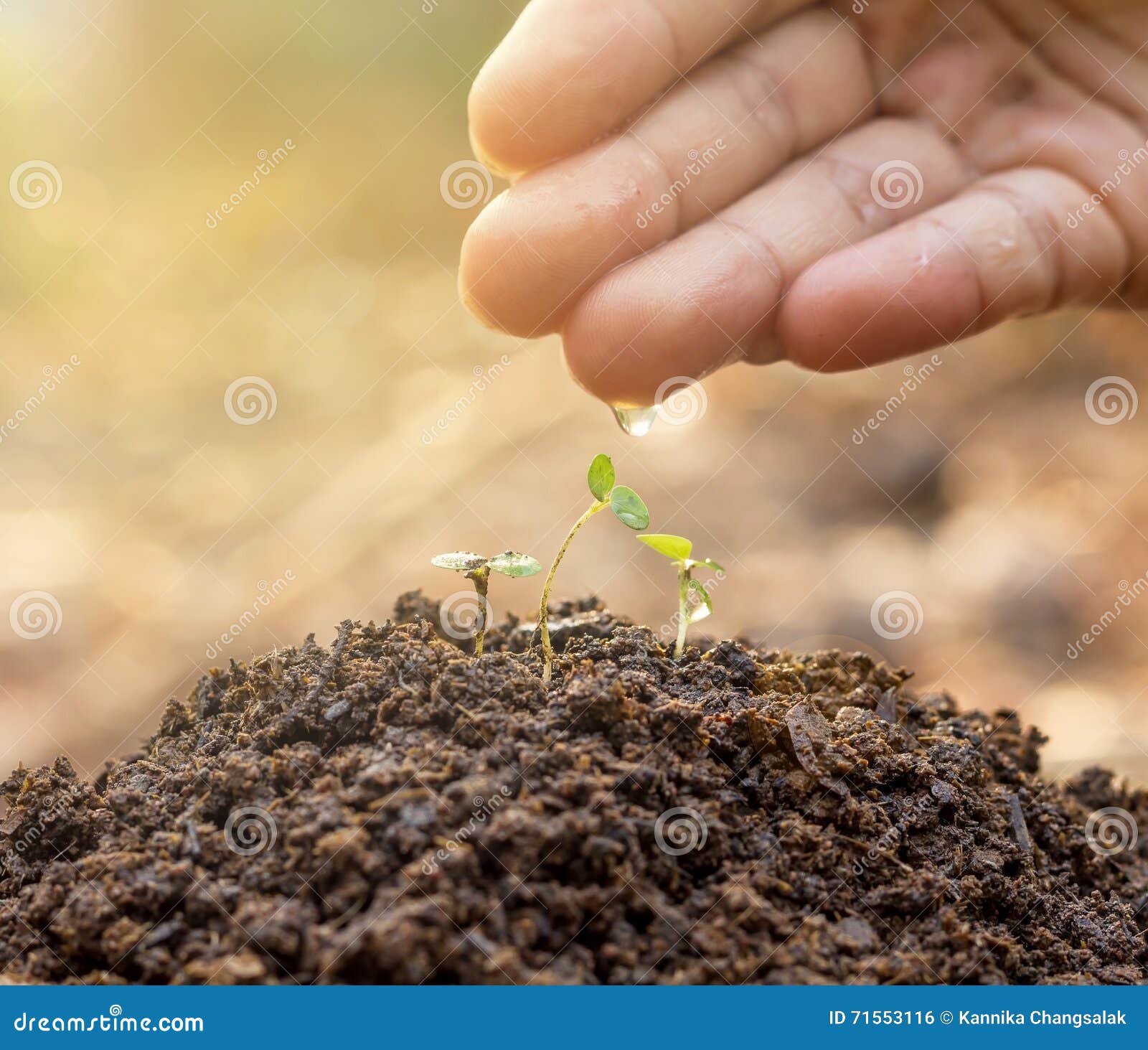 Sapling stock photo. Image of seedling, garden, compost - 71553116