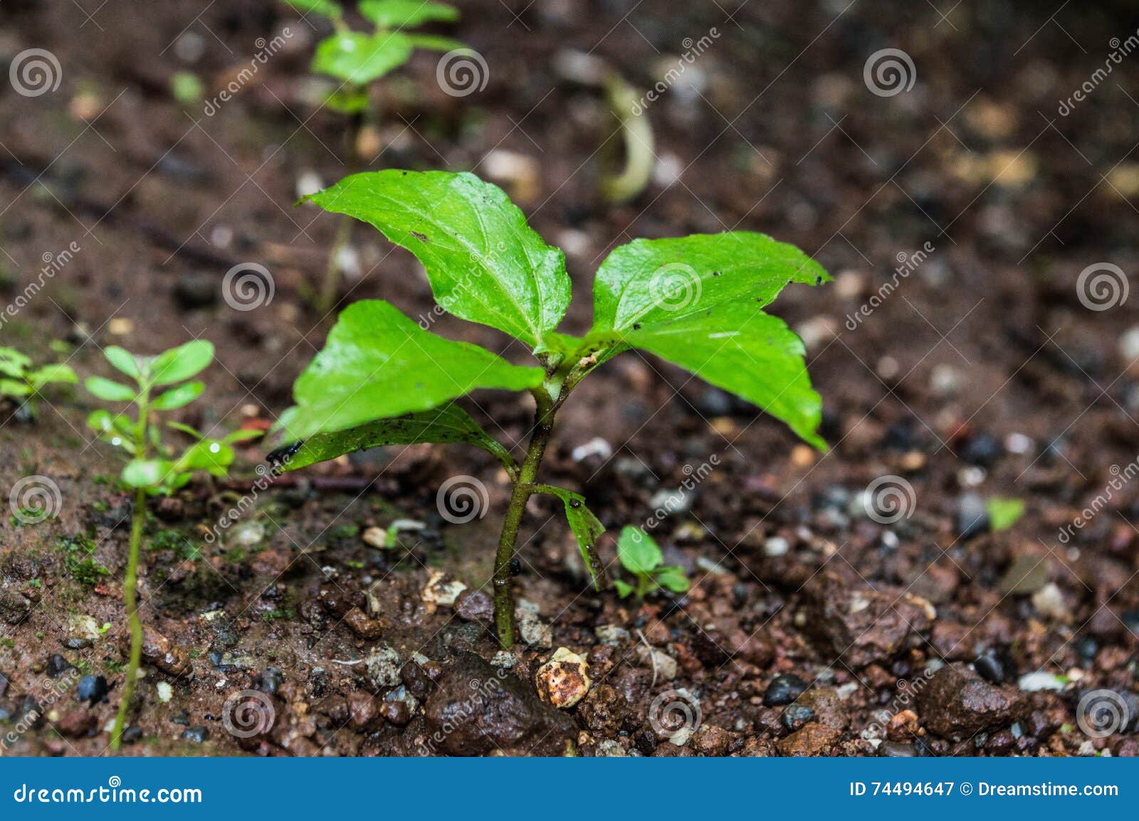 Sapling stock image. Image of sapling, tree, newlife - 74494647