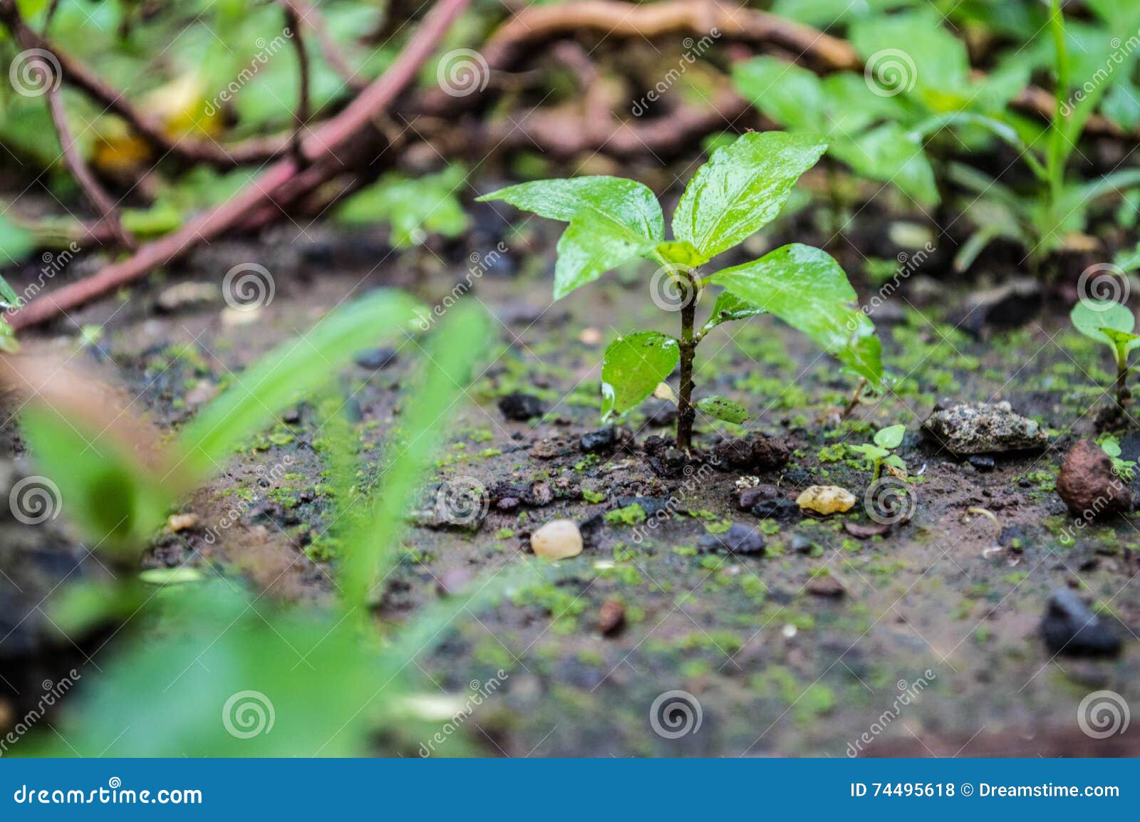 Sapling stock photo. Image of tree, shrub, sapling, growing - 74495618