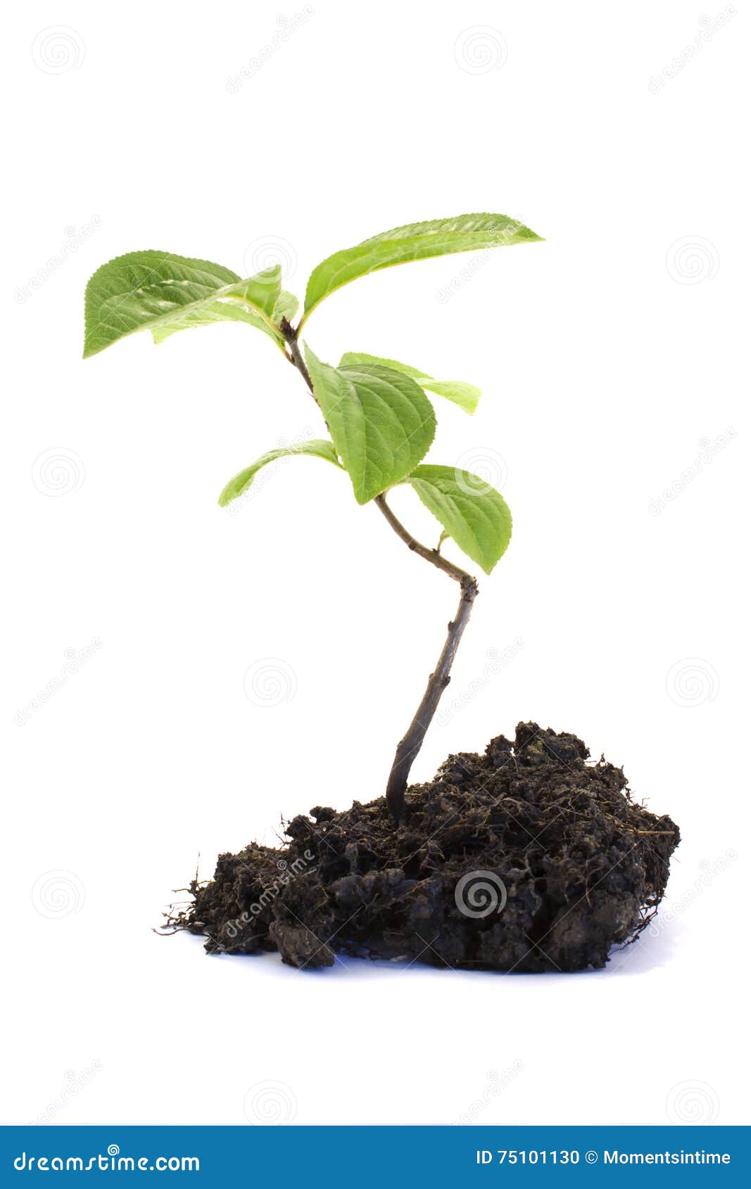 Sapling stock photo. Image of isolated, natural, ground - 75101130