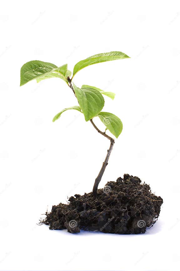 Sapling stock photo. Image of isolated, natural, ground - 75101130