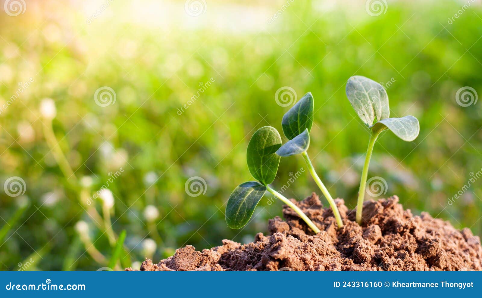 Sapling. Small Trees Growing on Green Background Stock Photo - Image of ...