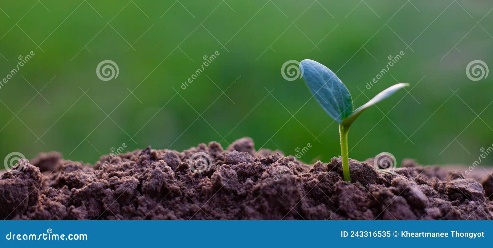Sapling. Small Trees Growing on Green Background Stock Image - Image of ...